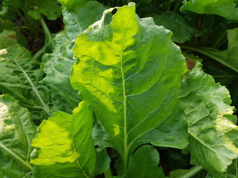 Progression de la rouille - IRBAB-KBIVB